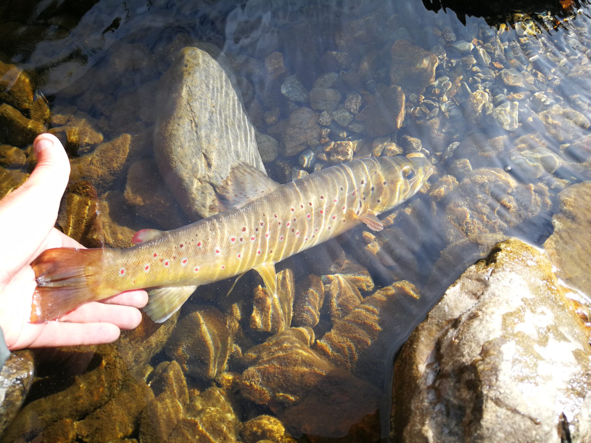 La période de reproduction des truites - Fédération de Pêche du Gard