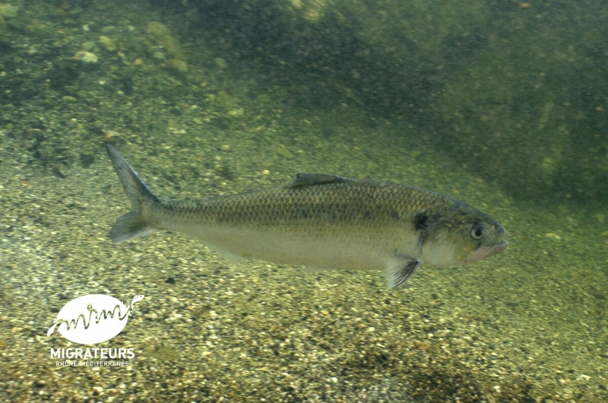 Préservation de l’alose, et suivi de reproduction sur le Vidourle ...