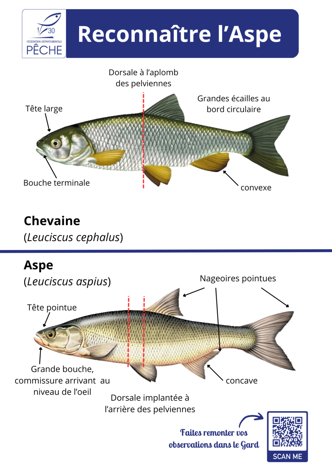 Connaissez-vous l'Aspe ? - Fédération de Pêche du Gard