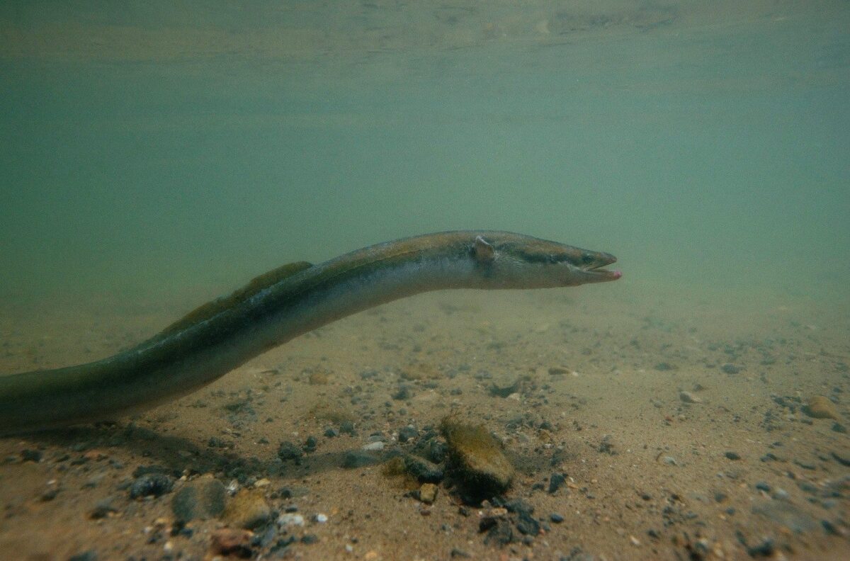 La folle migration de l'anguille - Fédération de Pêche du Gard