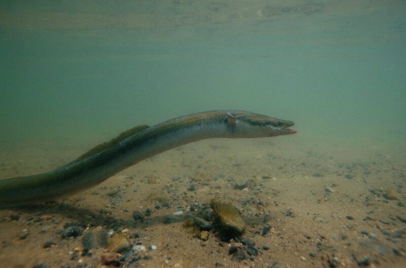 La folle migration de l'anguille - Fédération de Pêche du Gard