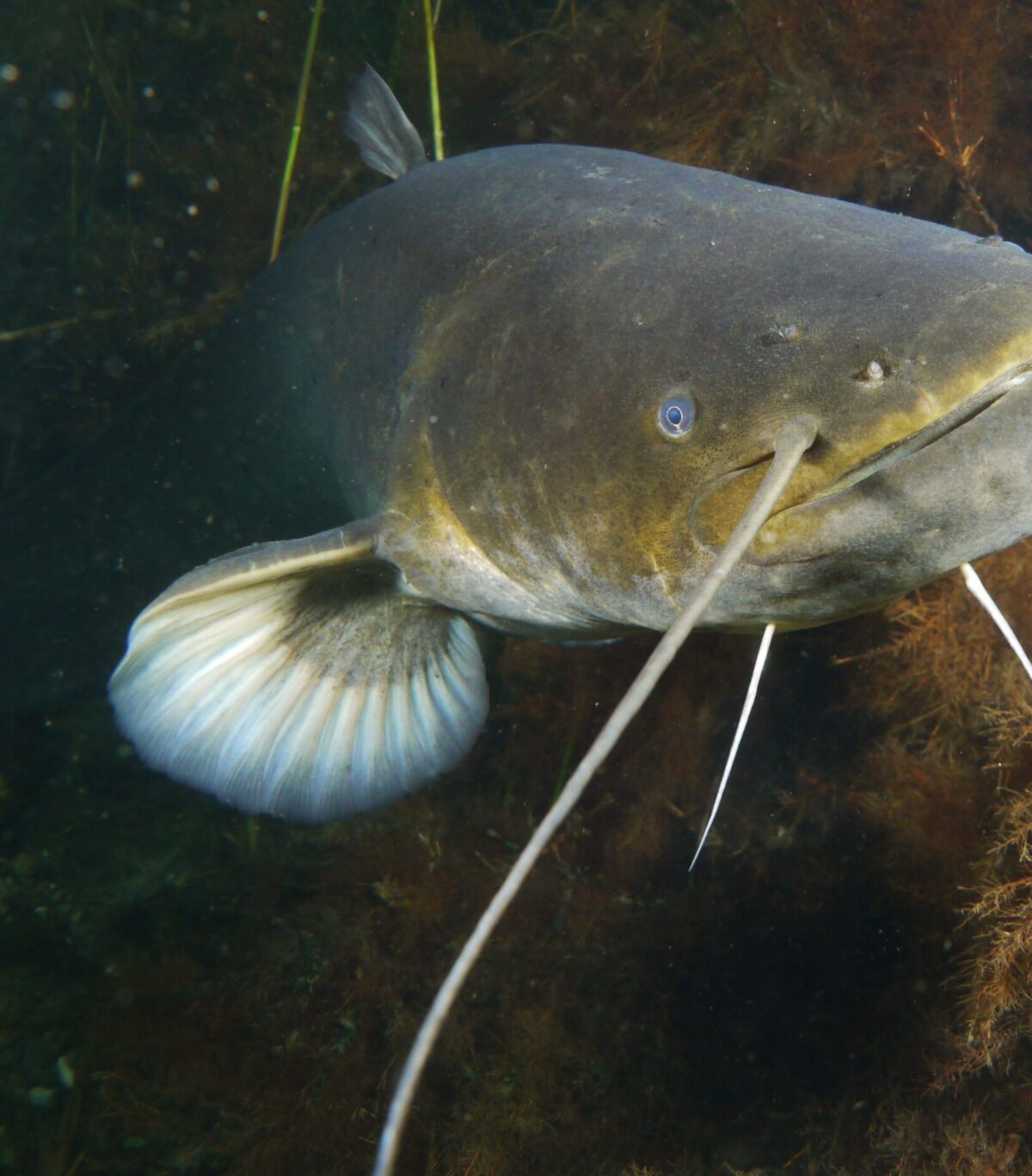 Le silure: ce géant qui fait débat - Fédération de Pêche du Gard
